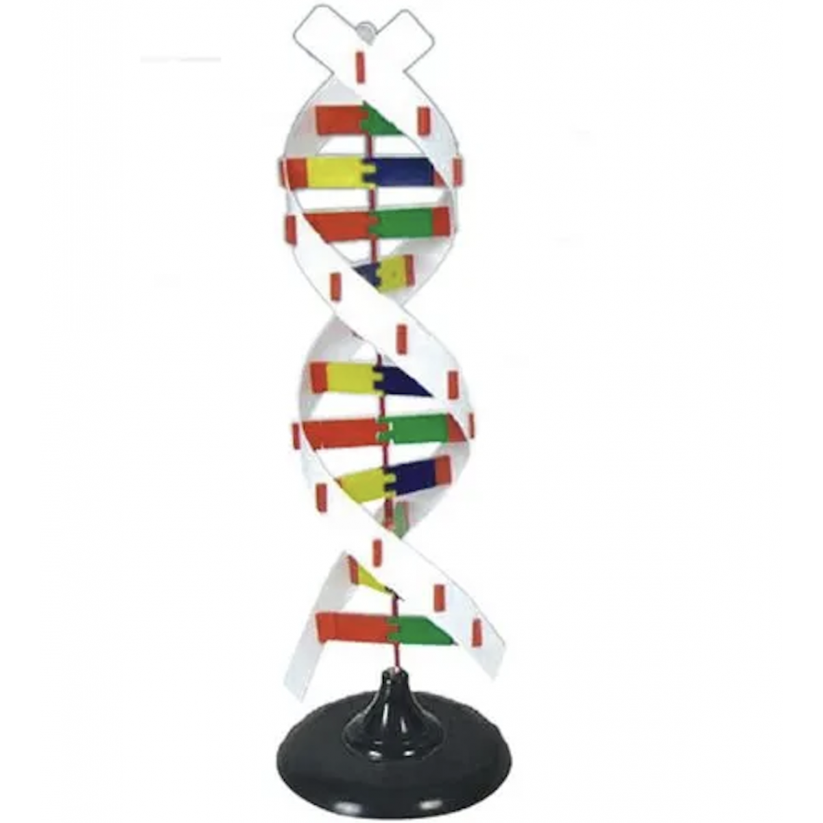 DNA Activity Model by Myaskro